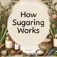 Sugaring Paste Tutorials | JBHomemade